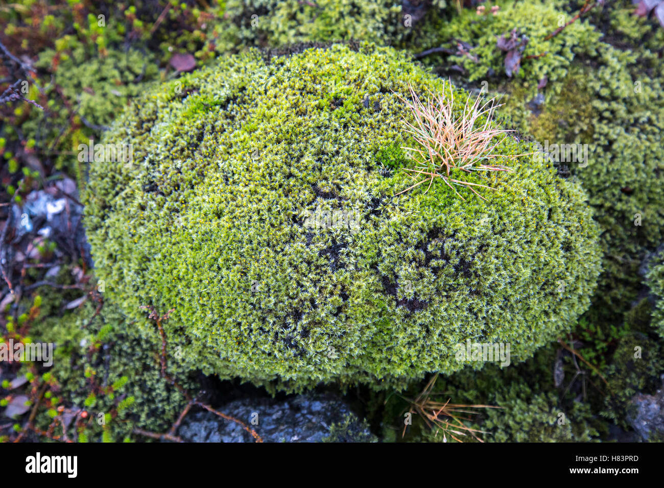 Wooly moss hi-res stock photography and images - Alamy