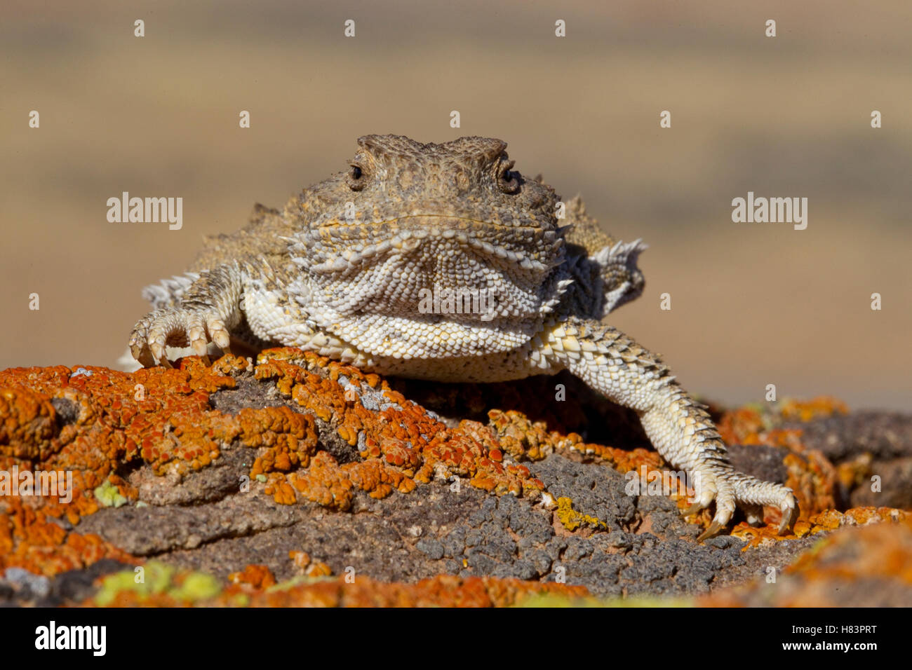 Pigmy Short-horned Lizard (Phrynosoma douglassii), Wyoming Stock Photo ...