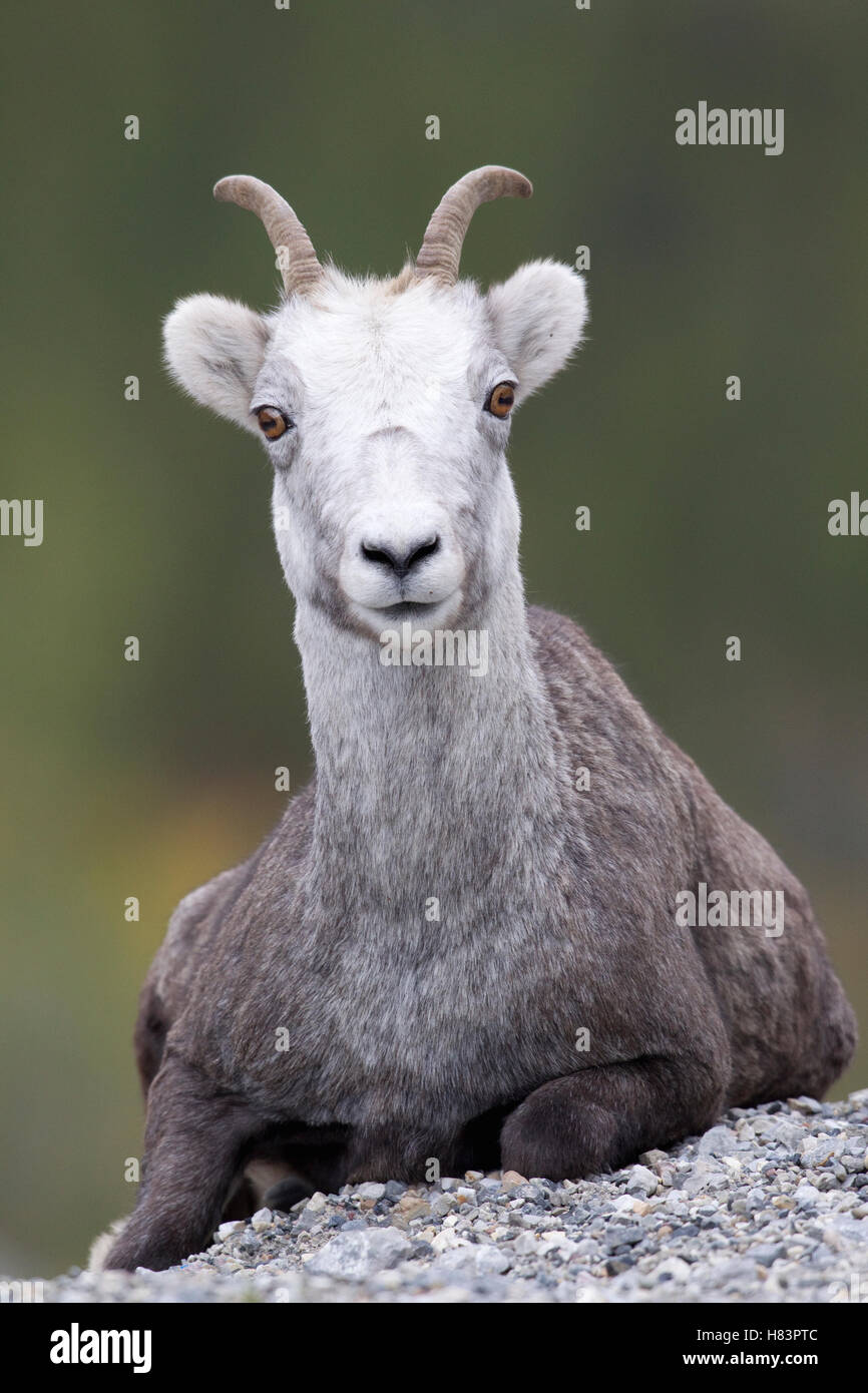 Stone Sheep (Ovis dalli stonei) ewe, northern British Columbia, Canada ...