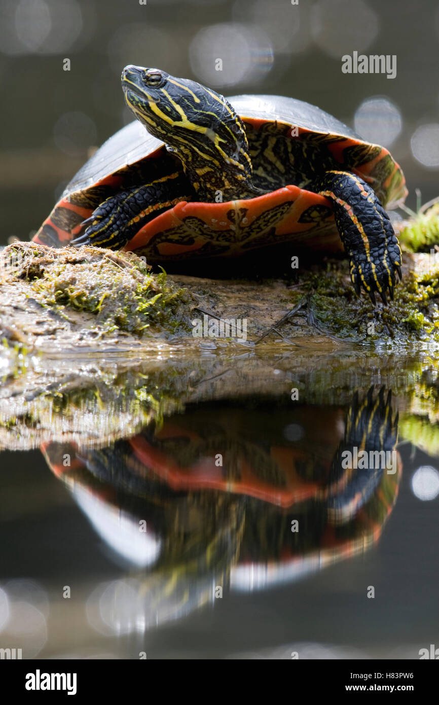 Painted Turtle (Chrysemys picta) basking, western Montana Stock Photo ...