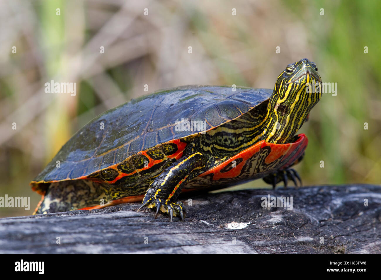 Painted Turtle (Chrysemys picta), western Montana Stock Photo - Alamy