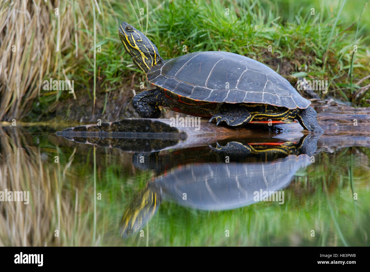 Painted Turtle (Chrysemys picta) on log, western Montana Stock Photo ...