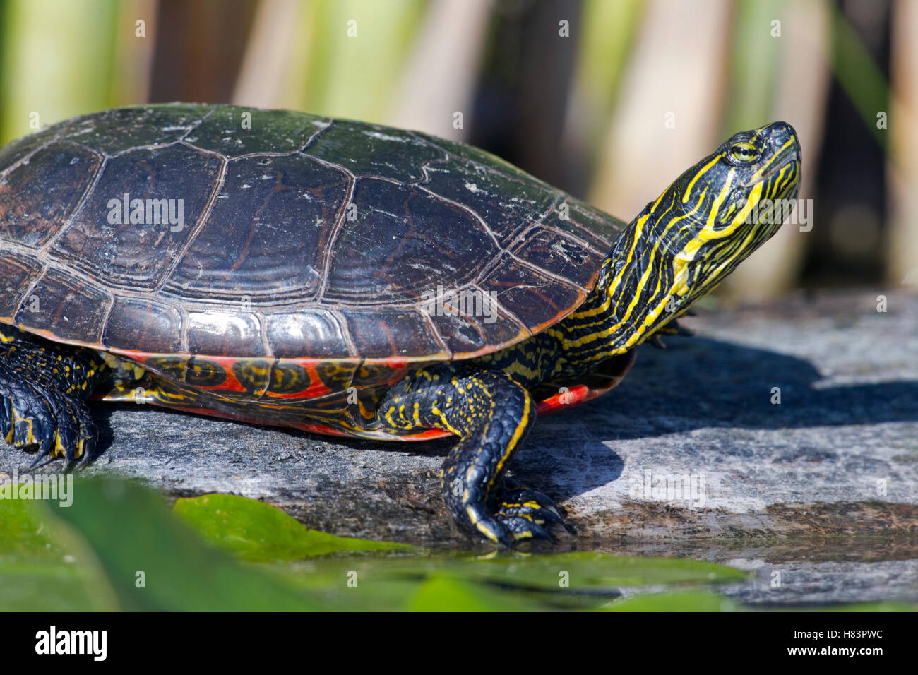 Painted Turtle (Chrysemys picta) basking, western Montana Stock Photo ...