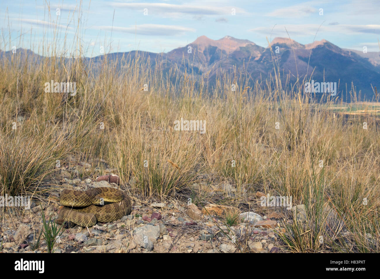 Western Rattlesnake (Crotalus viridis) in grassland, western Montana ...