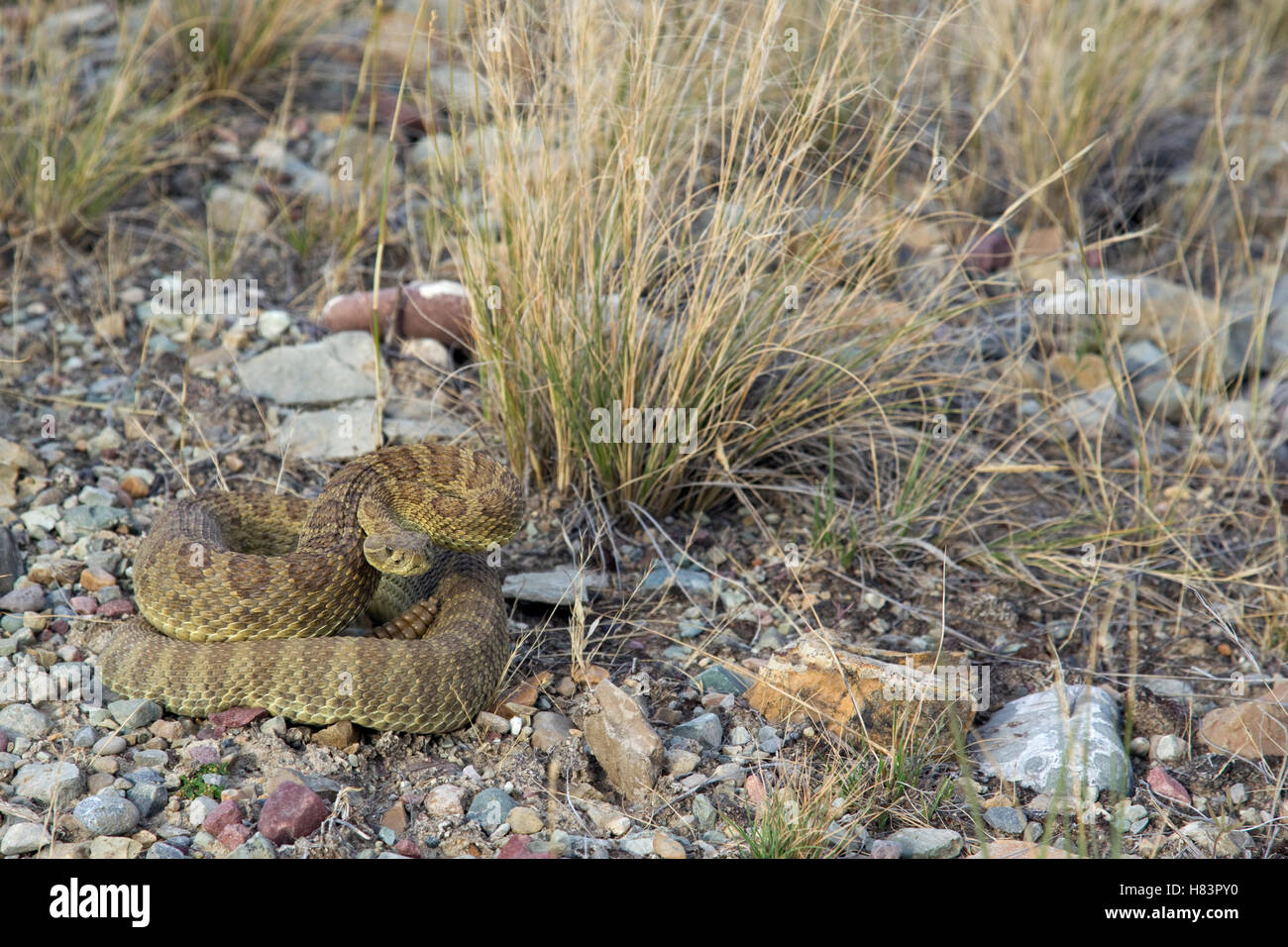Western Rattlesnake (Crotalus viridis) in defensive posture, western ...