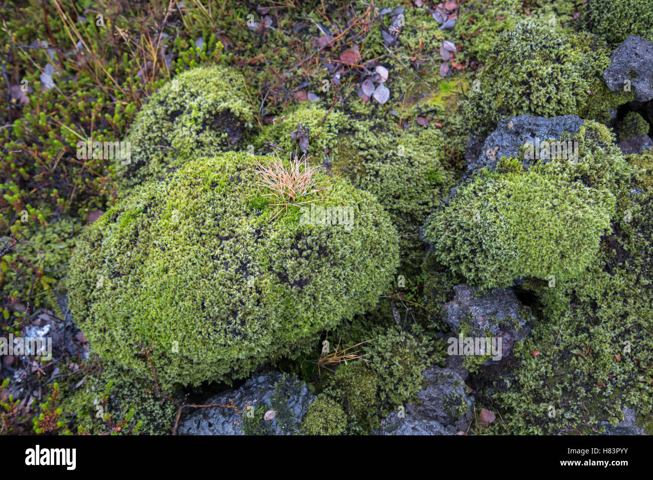 Lava rock with plant hi-res stock photography and images - Alamy