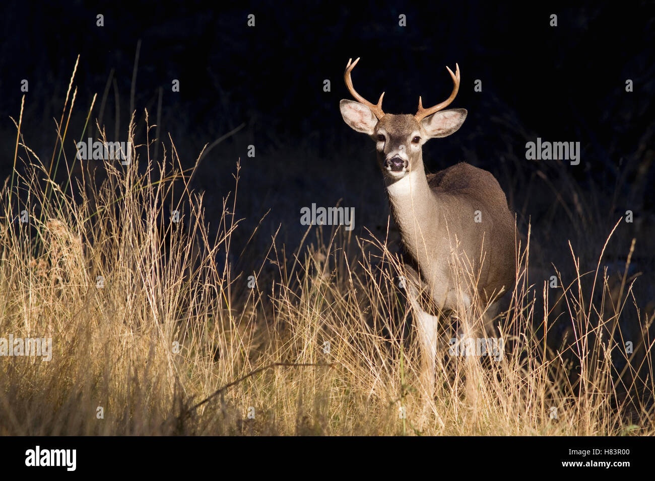 White-tailed Deer (Odocoileus virginianus) young buck, western Montana ...