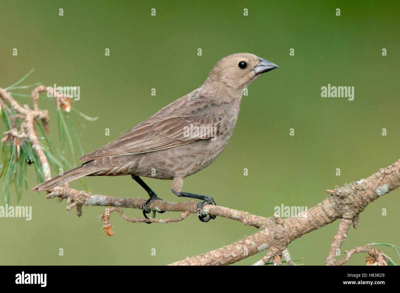 Brown-headed Cowbird (Molothrus ater) female, Texas Stock Photo - Alamy