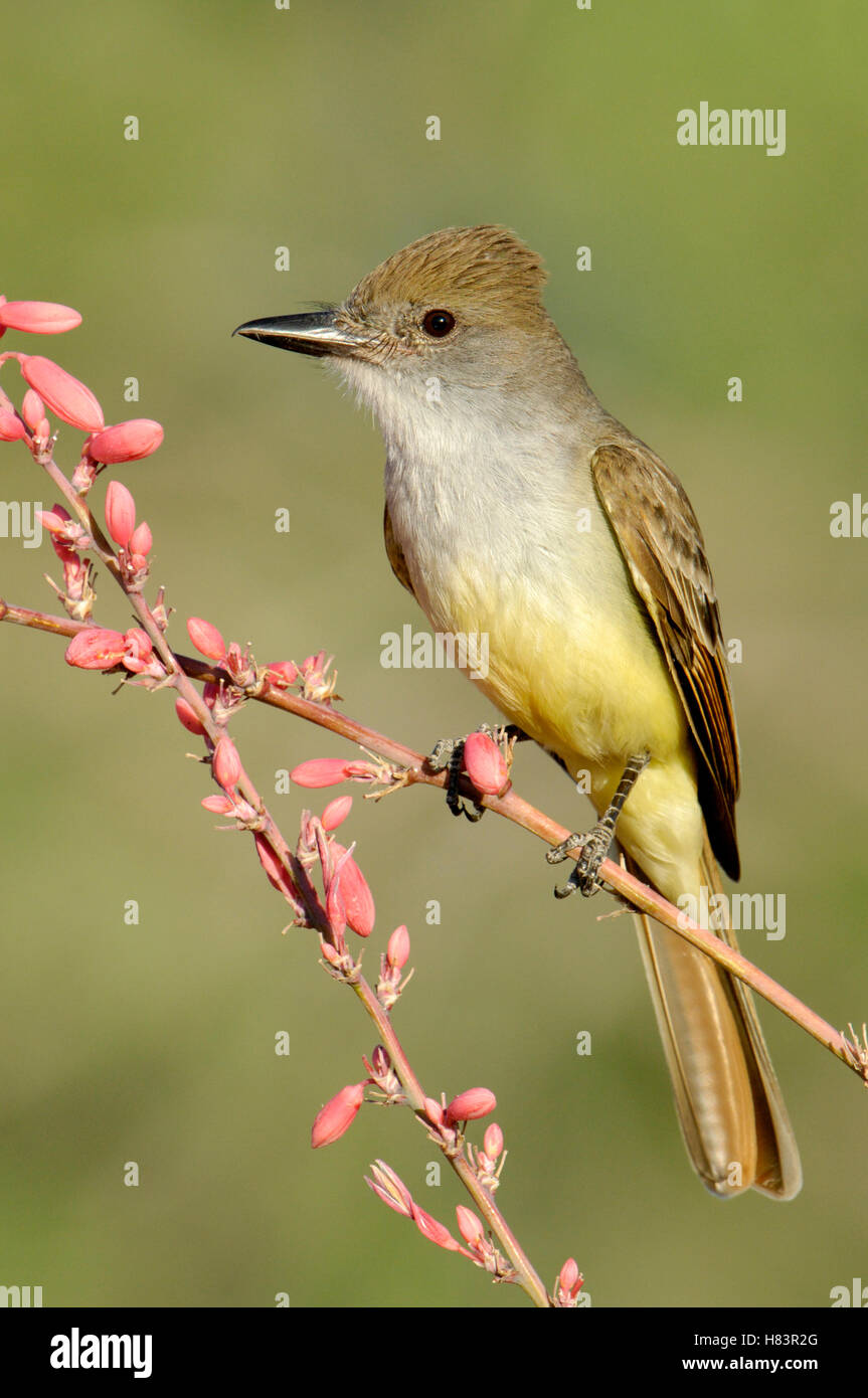 Brown-crested Flycatcher (Myiarchus tyrannulus), Arizona Stock Photo ...
