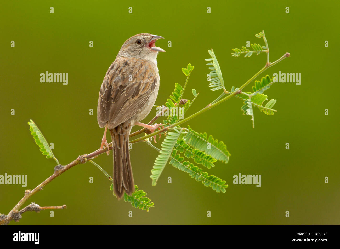 Botteri's Sparrow (Peucaea botterii) singing, Arizona Stock Photo - Alamy