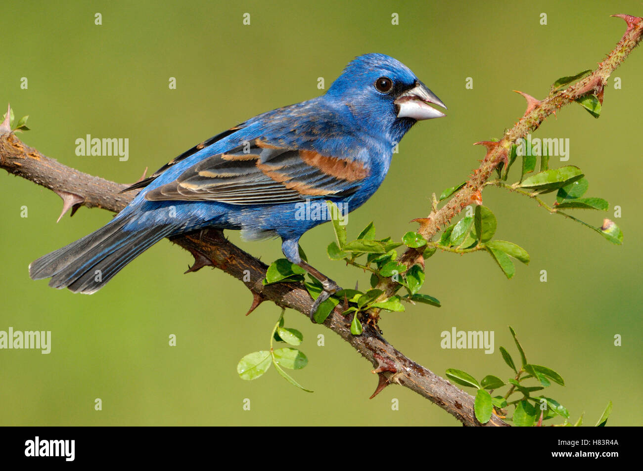 Blue Grosbeak (Passerina caerulea) male, Texas Stock Photo - Alamy