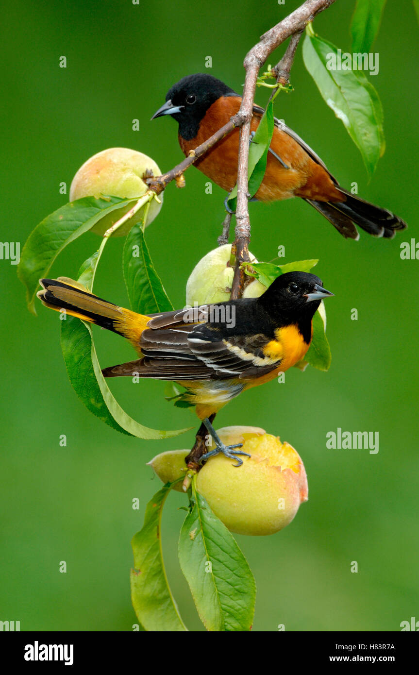 Baltimore Oriole (Icterus galbula) and Orchard Oriole (Icterus spurius ...