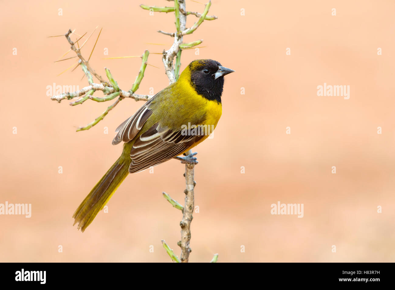 Audubon's Oriole (Icterus graduacauda) male, Texas Stock Photo - Alamy