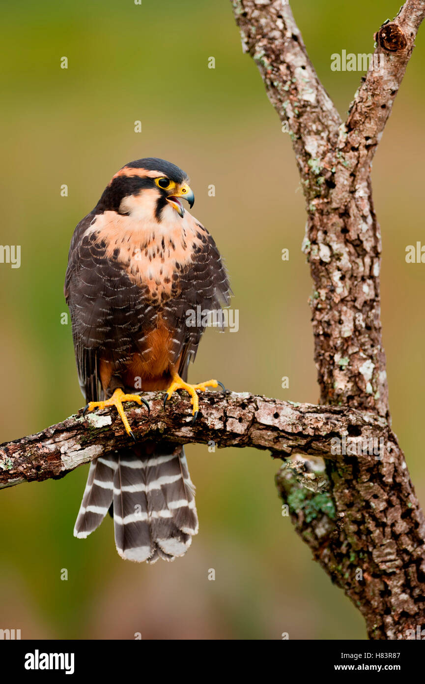 Aplomado Falcon (Falco femoralis), Florida Stock Photo - Alamy