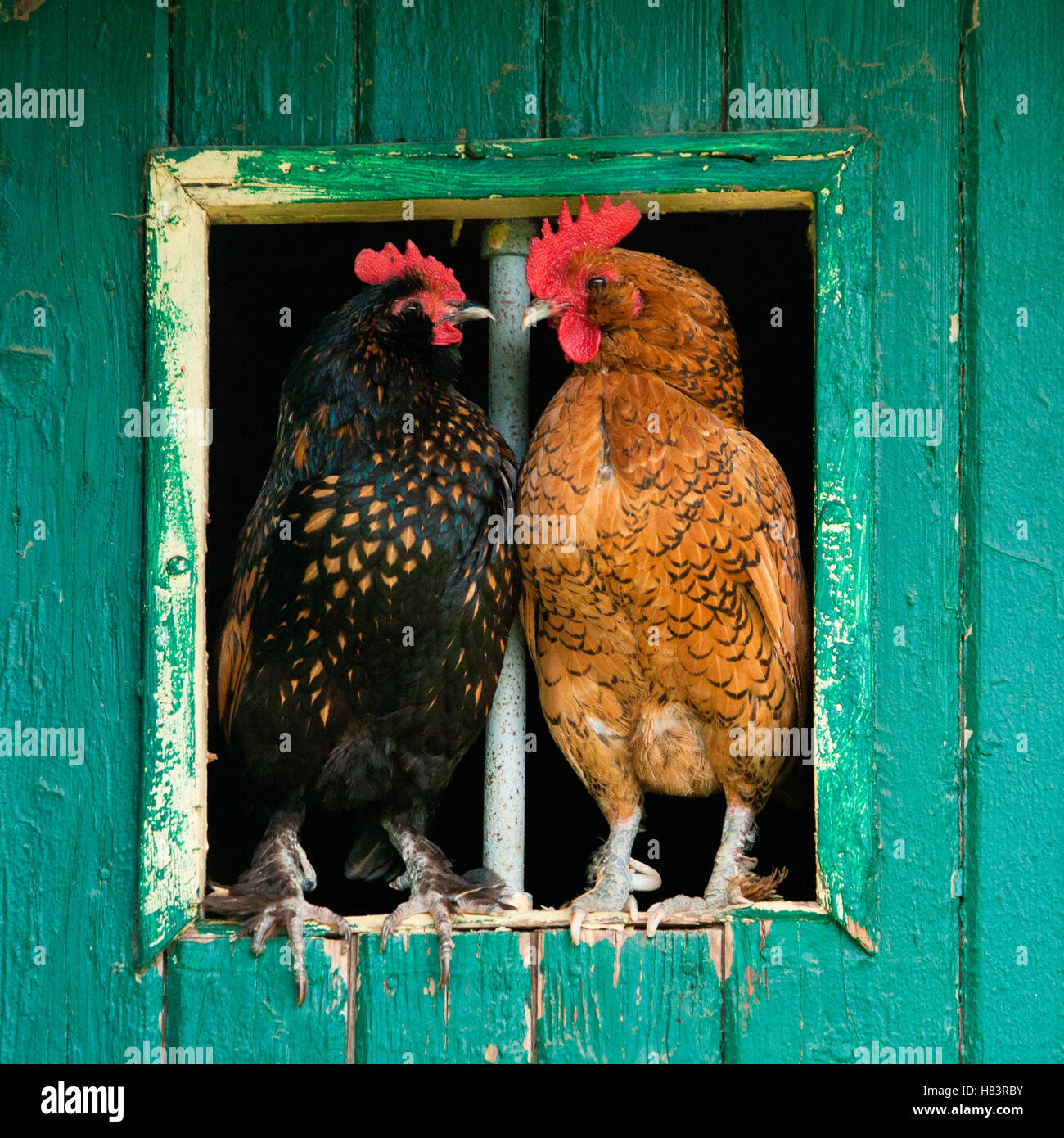 Domestic Chicken (Gallus domesticus) pair in window, Germany Stock ...