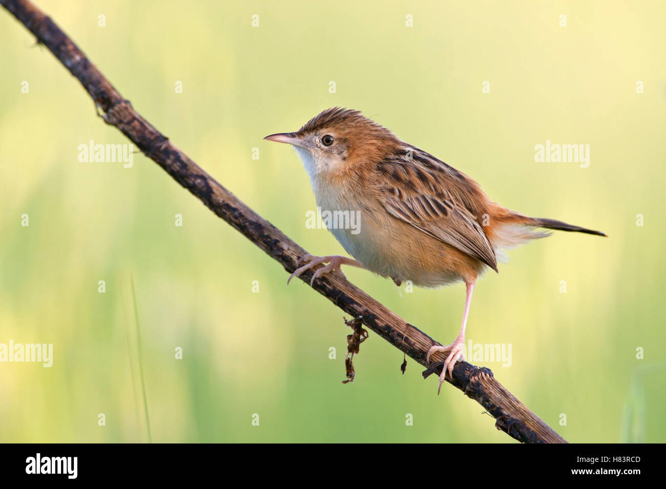 Zitting Cisticola (Cisticola juncidis), Mallorca, Spain Stock Photo - Alamy