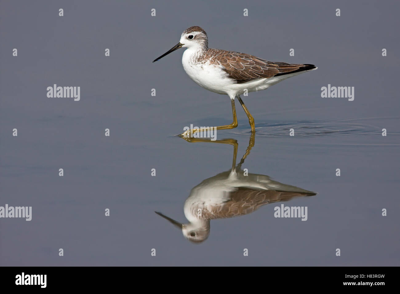 Marsh Sandpiper (Tringa stagnatilis), Salalah, Oman Stock Photo - Alamy