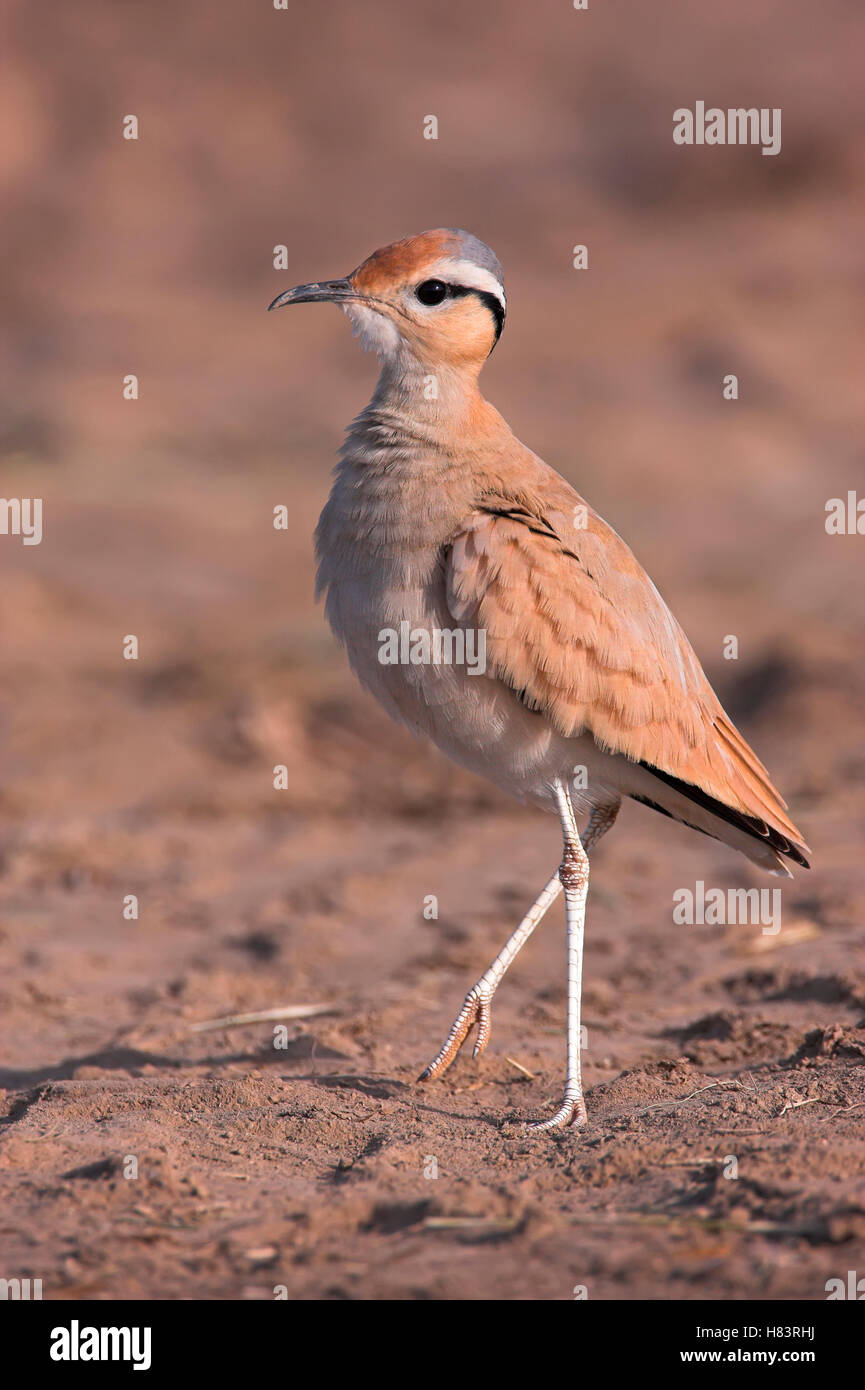 Cream-colored Courser (Cursorius cursor), Sohar, Oman Stock Photo - Alamy