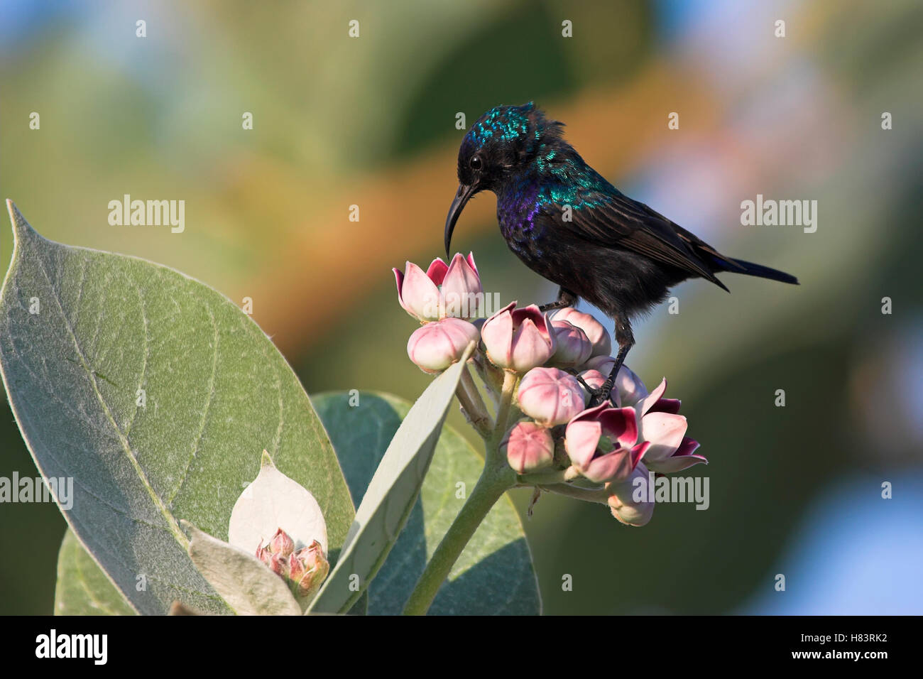 Shining Sunbird (Cinnyris habessinicus) male, Tawi Atayr, Oman Stock ...