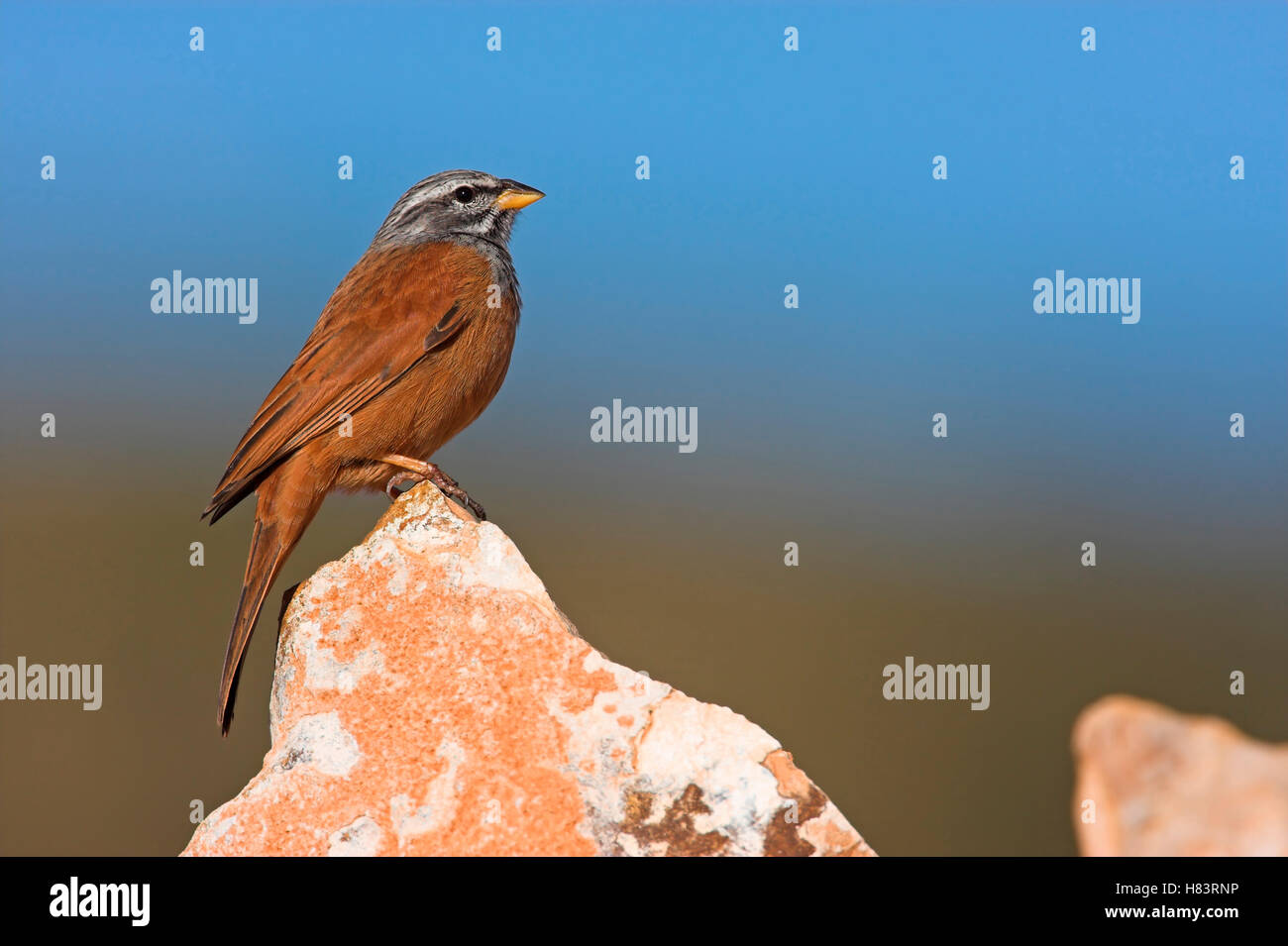House Bunting (Emberiza striolata), Tiznit, Morocco Stock Photo - Alamy
