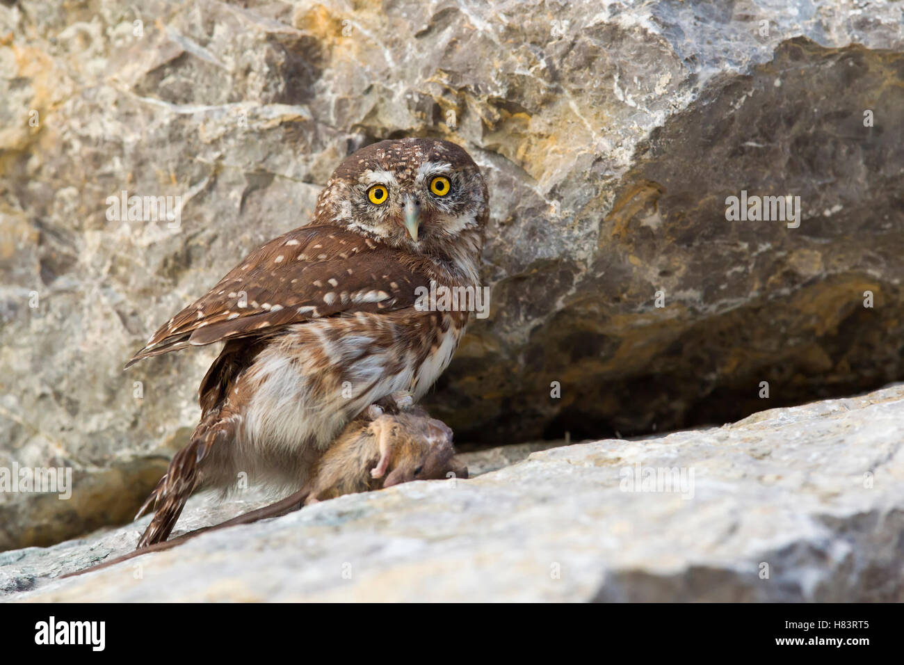 Eurasian Pygmy-owl (Glaucidium passerinum) with rodent prey, Bavaria ...