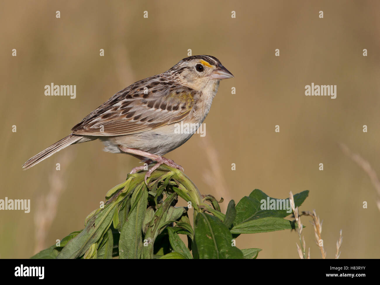 Grasshopper Sparrow (Ammodramus savannarum), Ohio Stock Photo - Alamy