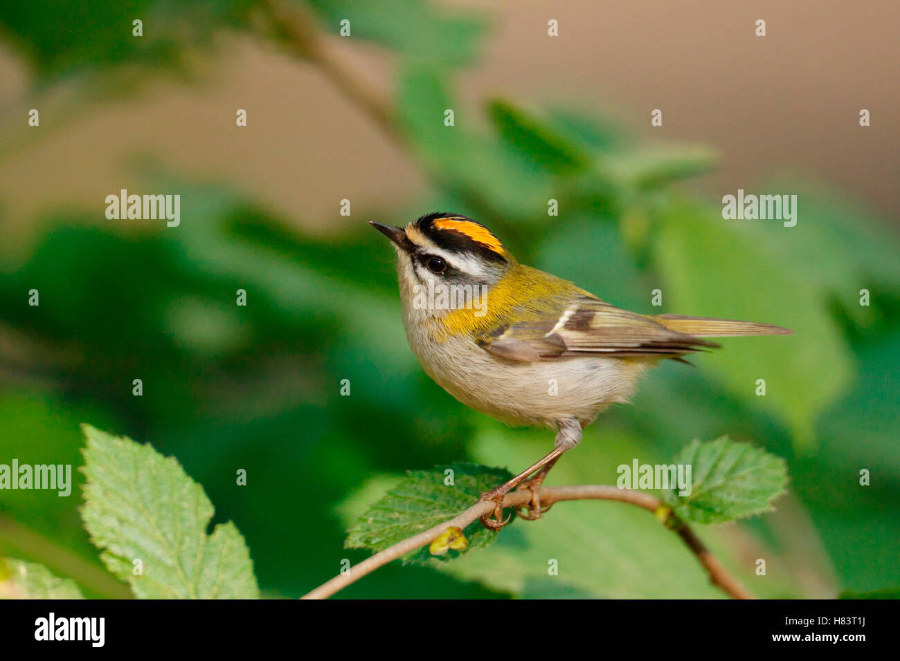 Firecrest (Regulus ignicapilla), Baden-Wurttemberg, Germany Stock Photo ...