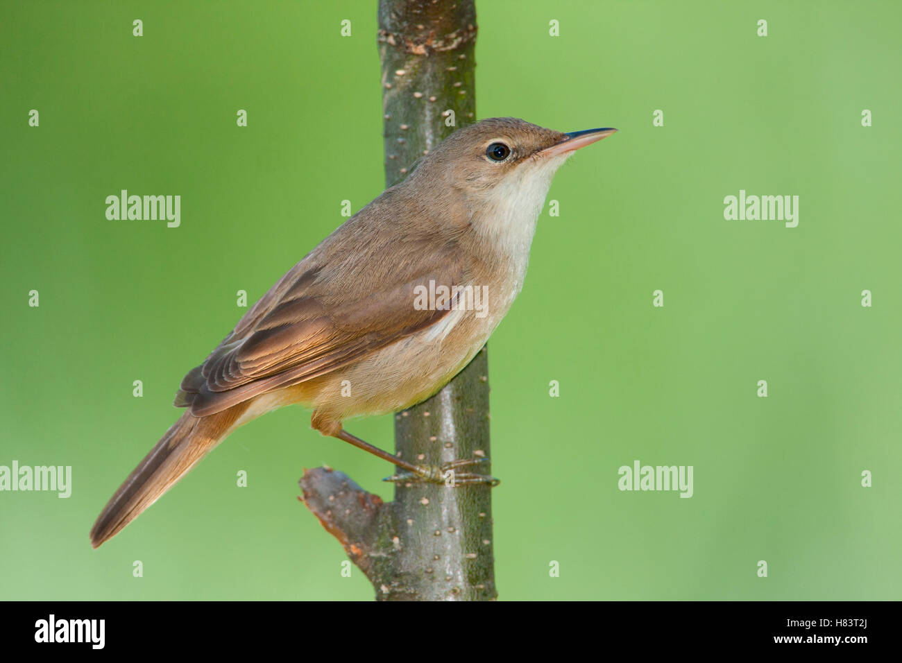 Eurasian Reed-Warbler (Acrocephalus scirpaceus), Baden-Wurttemberg ...