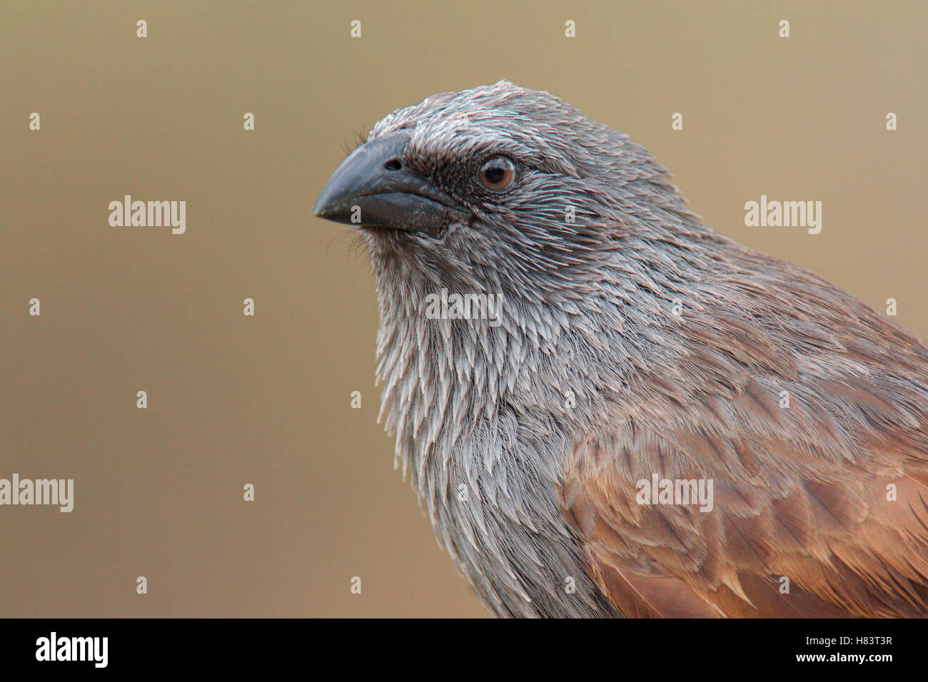 Apostlebird (Struthidea cinerea), Victoria, Australia Stock Photo - Alamy