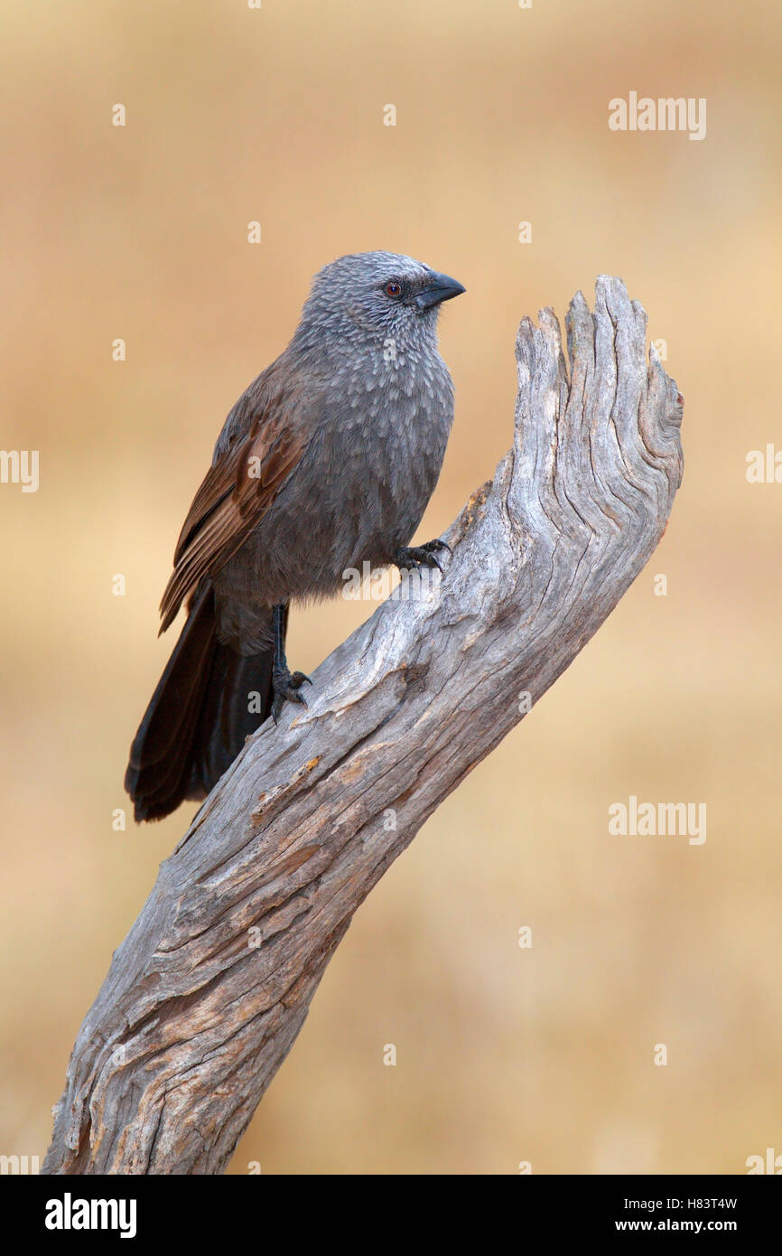 Apostlebird (Struthidea cinerea), Victoria, Australia Stock Photo - Alamy