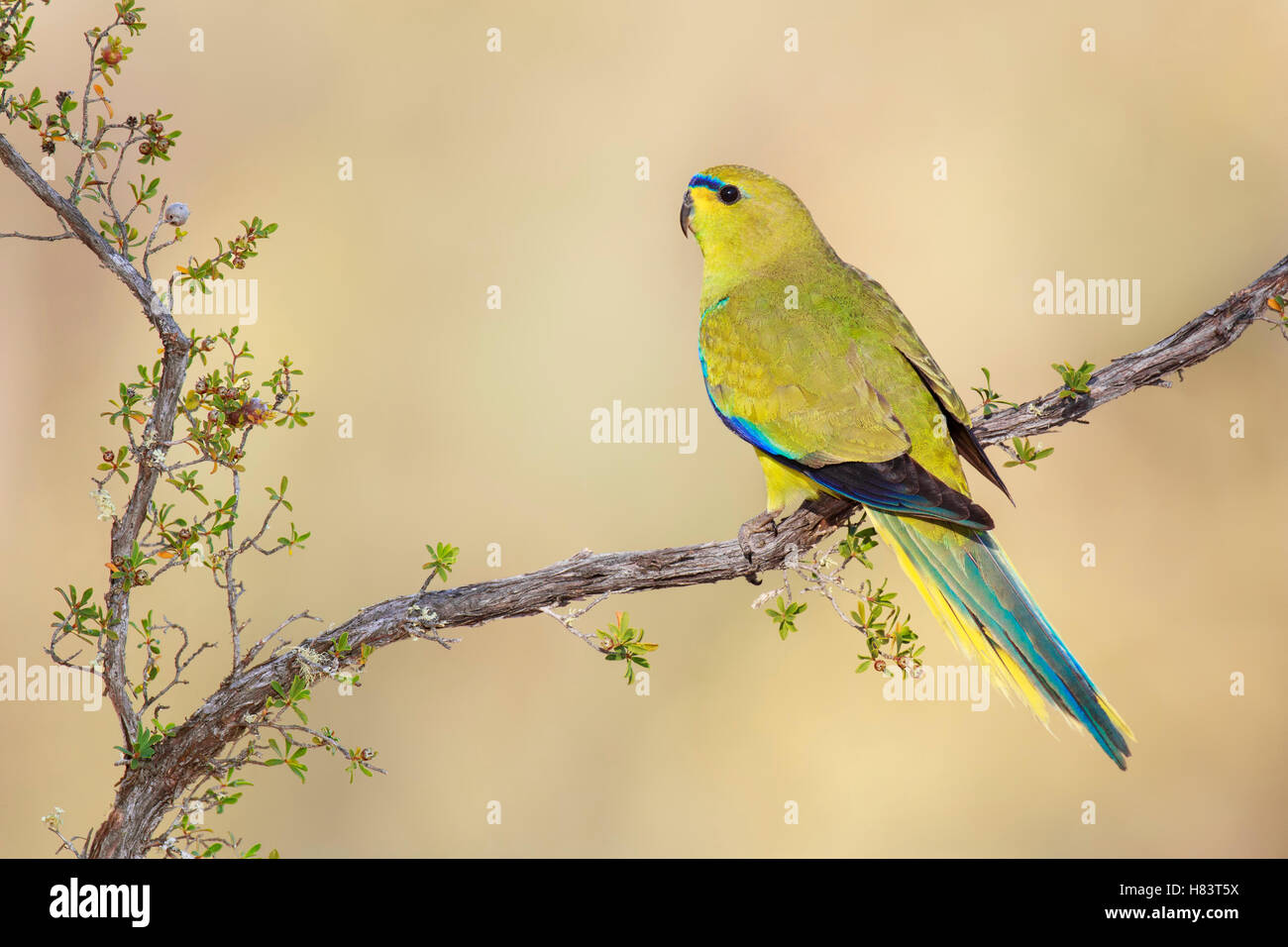 Elegant Parrot (Neophema elegans), Sterling Range, Australia Stock ...