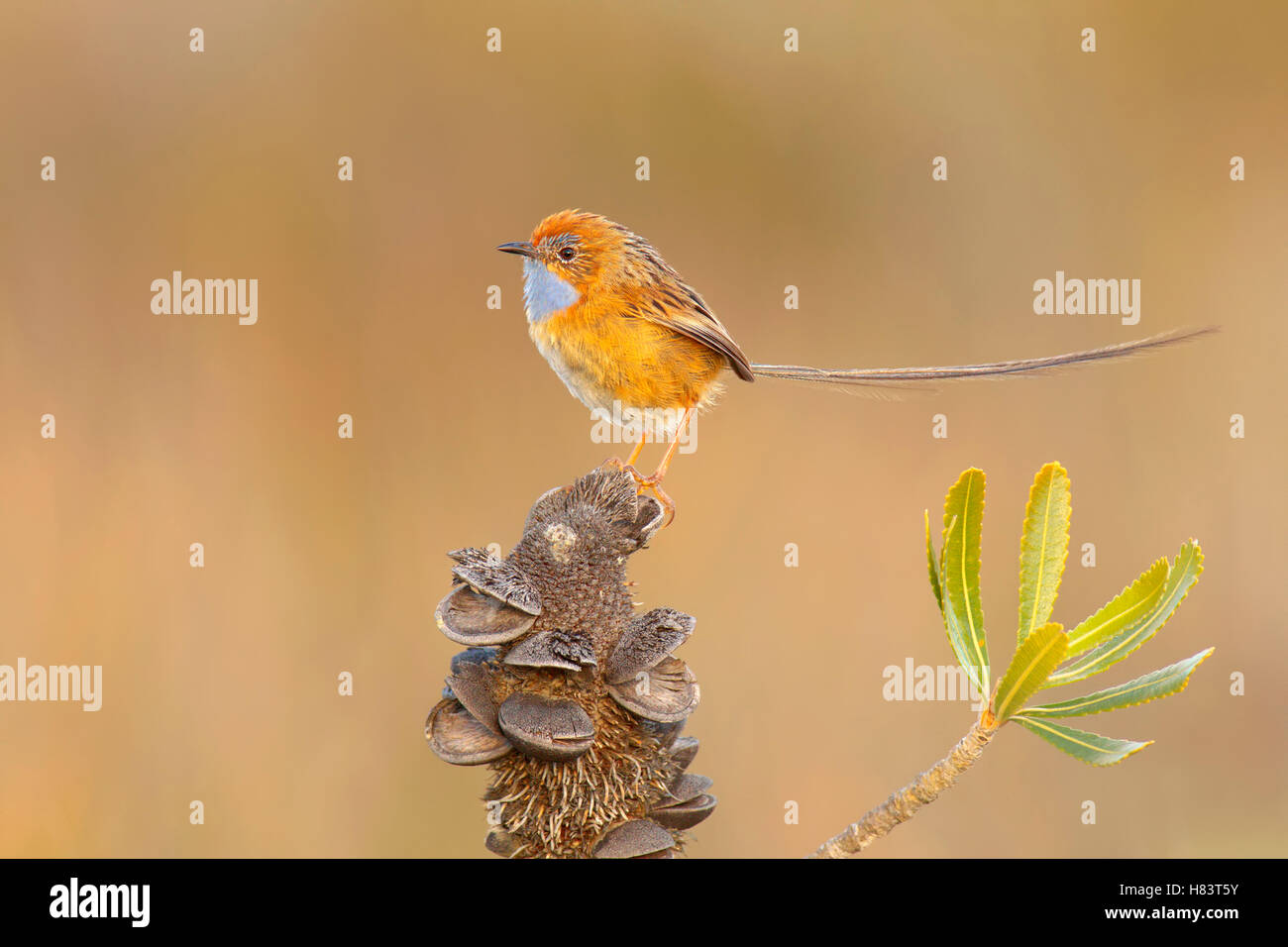 Southern Emuwren (Stipiturus malachurus), New South Wales, Australia ...