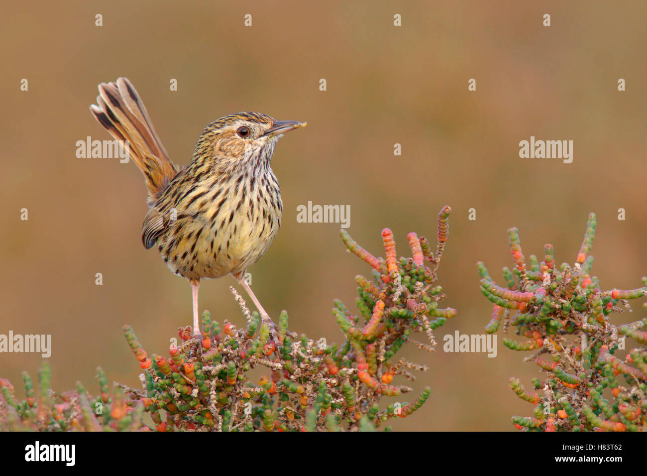 Striated Calamanthus (Calamanthus fuliginosus), Victoria, Australia ...