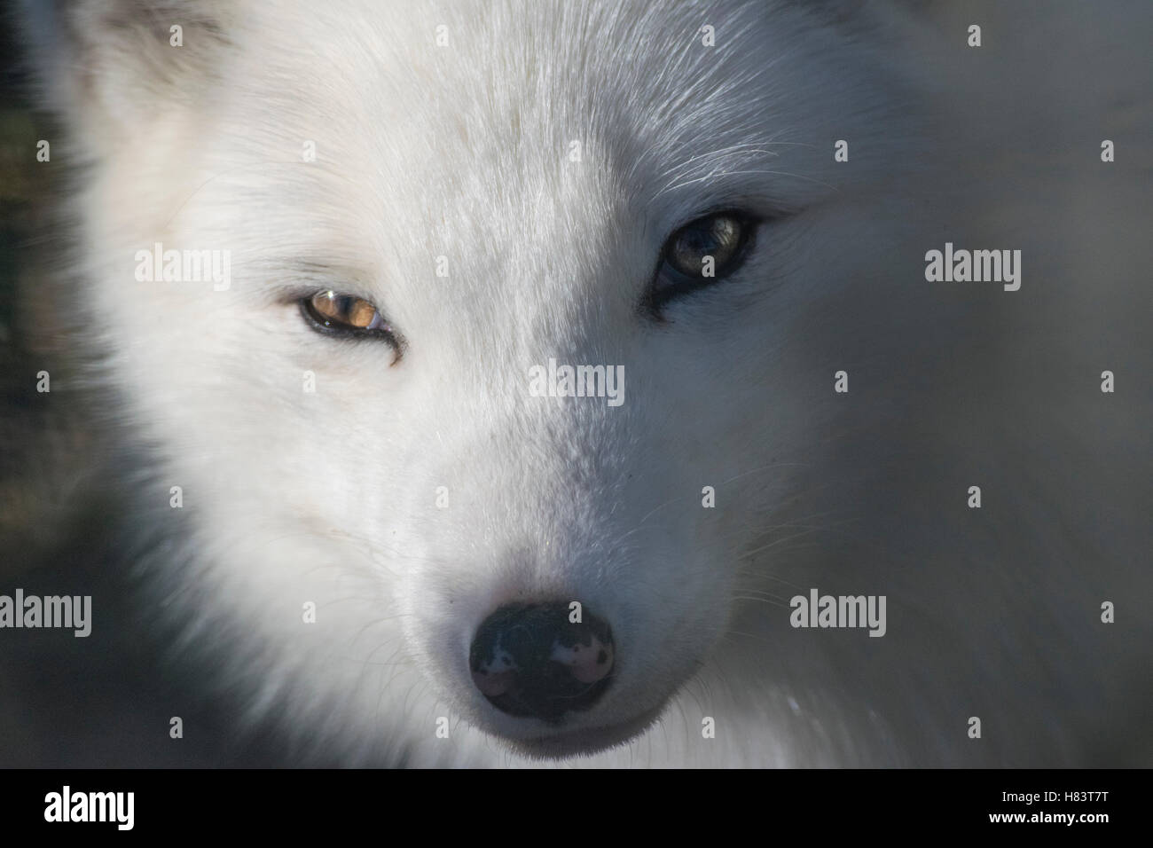 Arctic fox close hi-res stock photography and images - Alamy