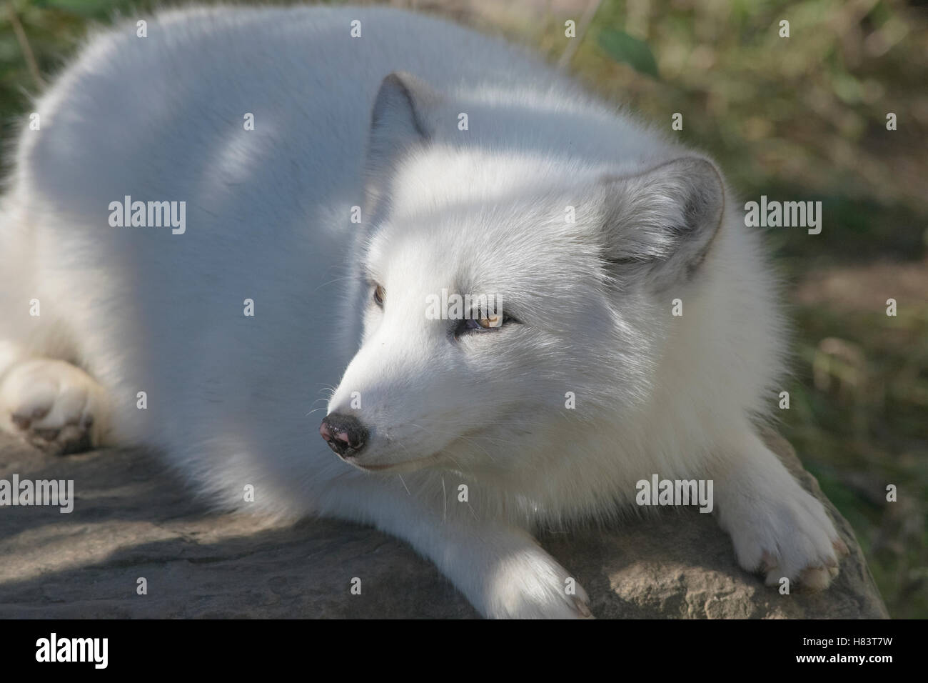An Arctic Fox lying down Stock Photo - Alamy