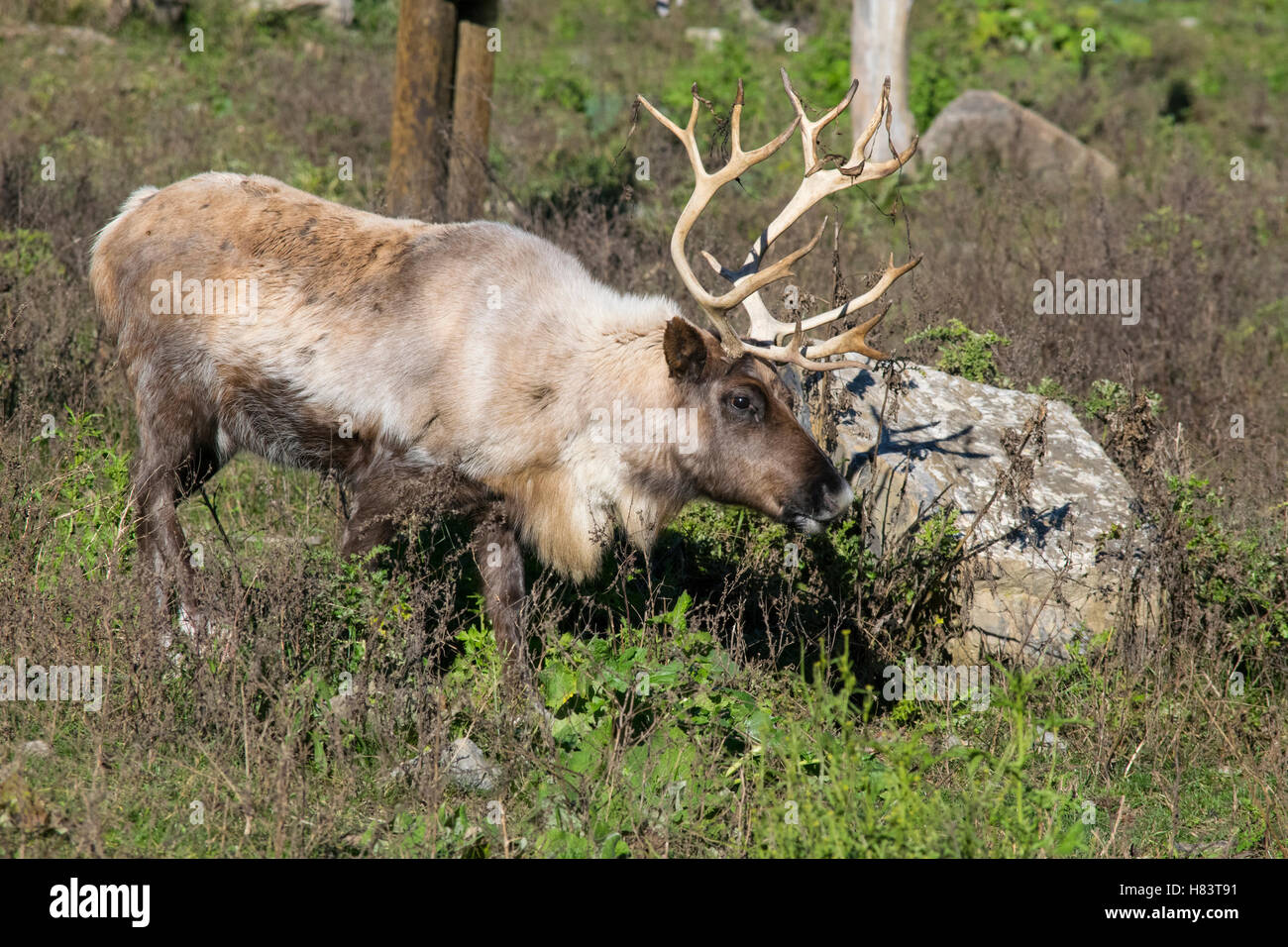 Woodland caribou hi-res stock photography and images - Alamy