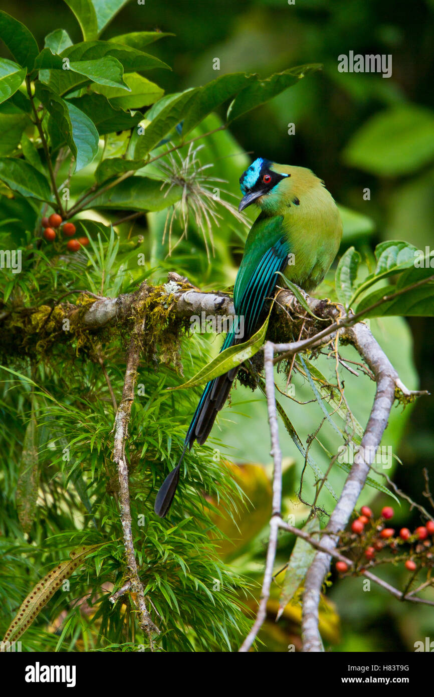 Andean Motmot (Momotus aequatorialis), Manu National Park, Peru Stock ...
