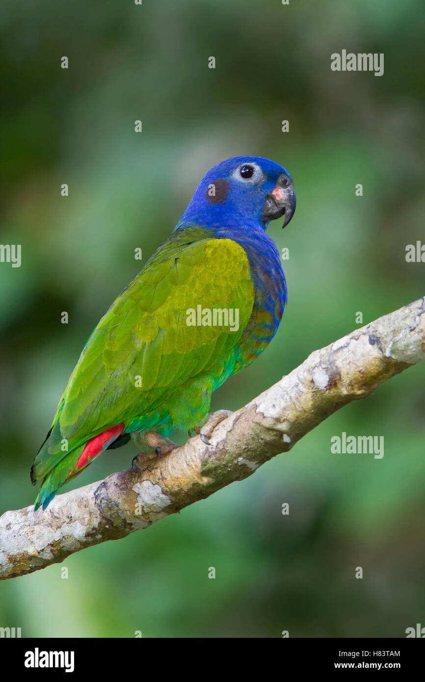 Blue-headed Parrot (Pionus menstruus), Manu National Park, Peru Stock ...