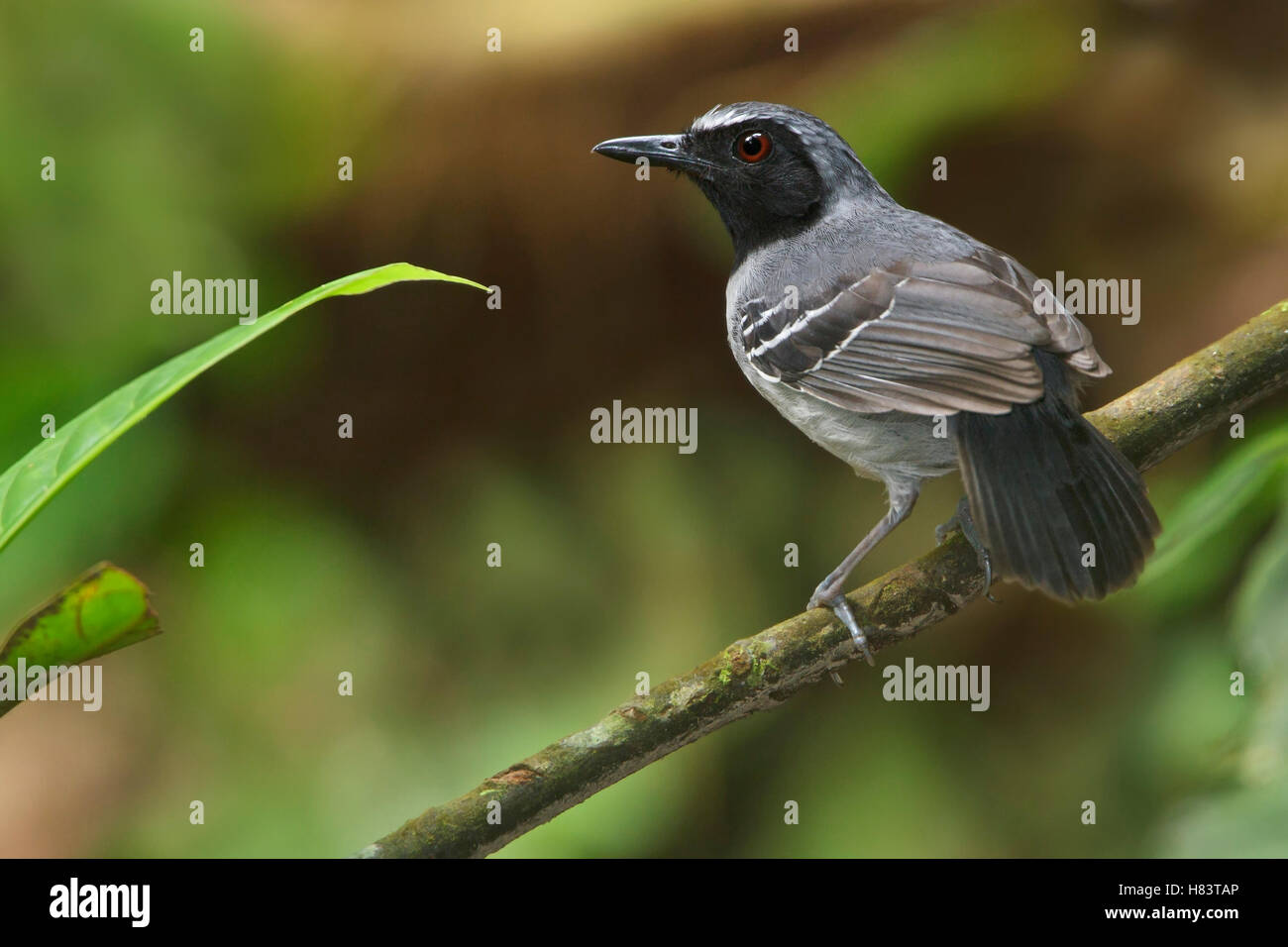 Black-faced Antbird (Myrmoborus myotherinus) male, Manu National Park ...