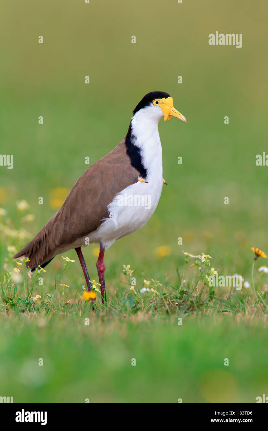 Masked Lapwing (Vanellus miles), Tasmania, Australia Stock Photo - Alamy