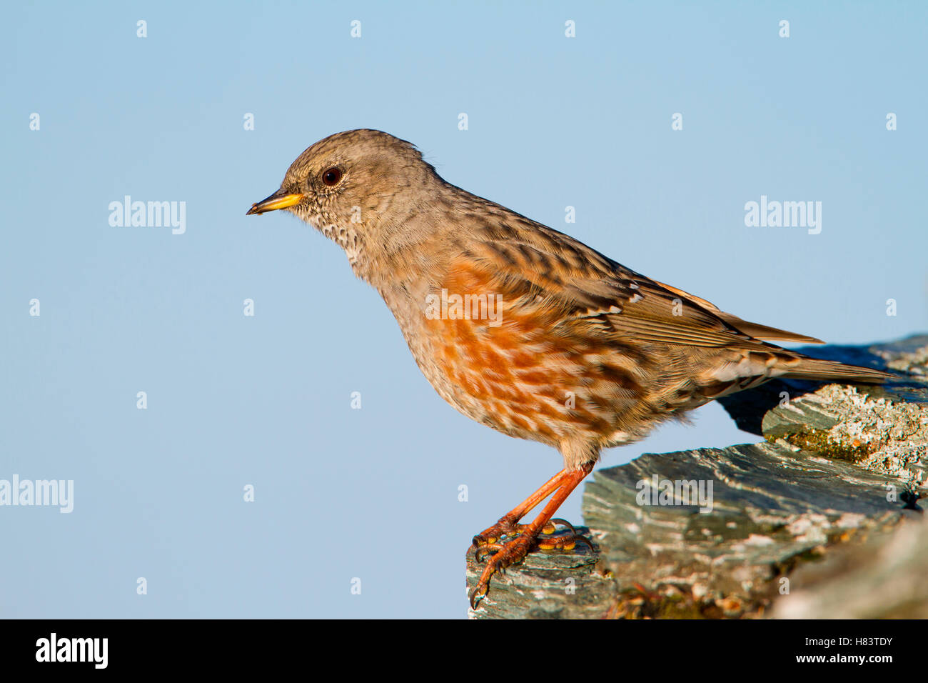 Alpine Accentor (Prunella collaris), Switzerland Stock Photo - Alamy