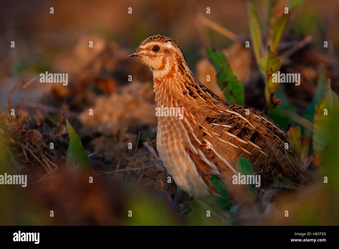 Common Quail (Coturnix coturnix), Mallorca, Spain Stock Photo - Alamy