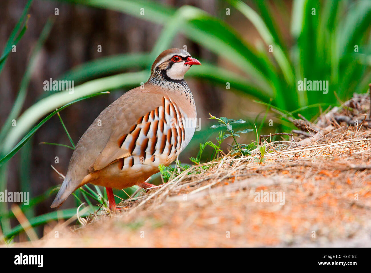Red-legged Partridge (Alectoris rufa), Mallorca, Spain Stock Photo - Alamy