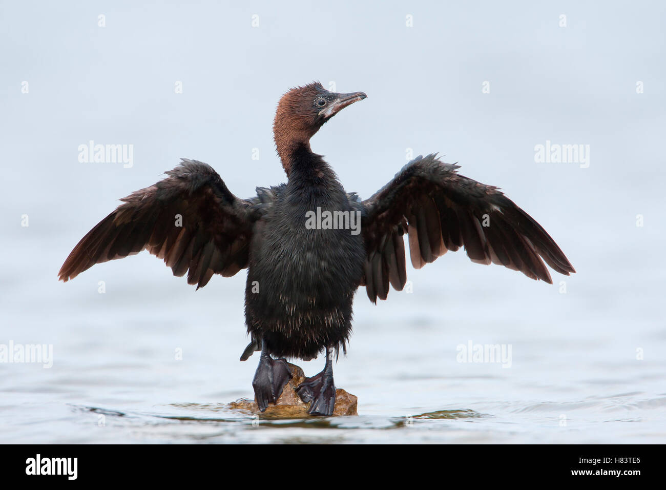 Pygmy Cormorant (Microcarbo pygmeus), Croatia Stock Photo - Alamy