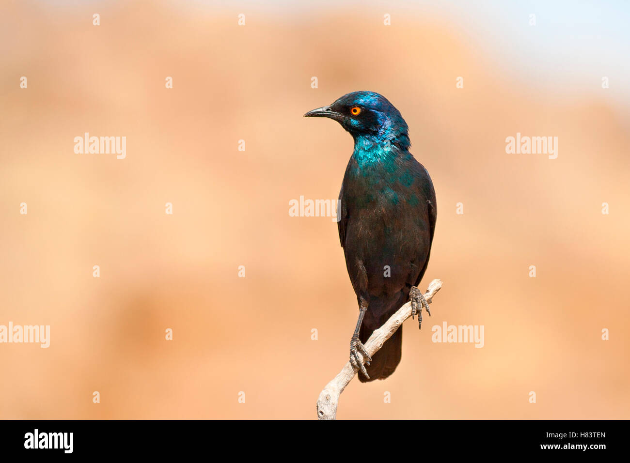 Pale-winged Starling (Onychognathus nabouroup) male, Namibia Stock ...