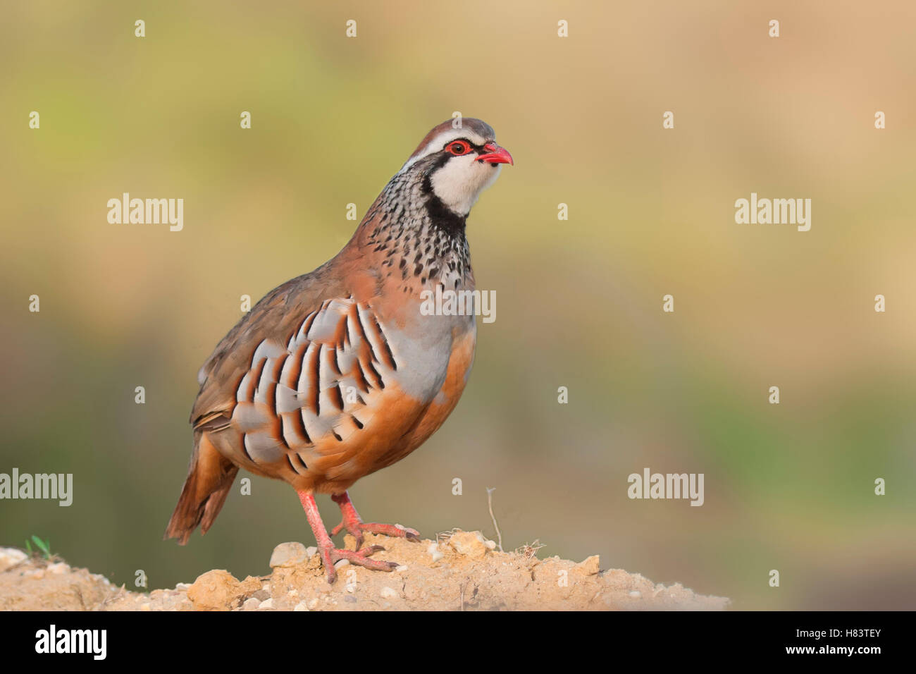 Red-legged Partridge (Alectoris rufa), Spain Stock Photo - Alamy