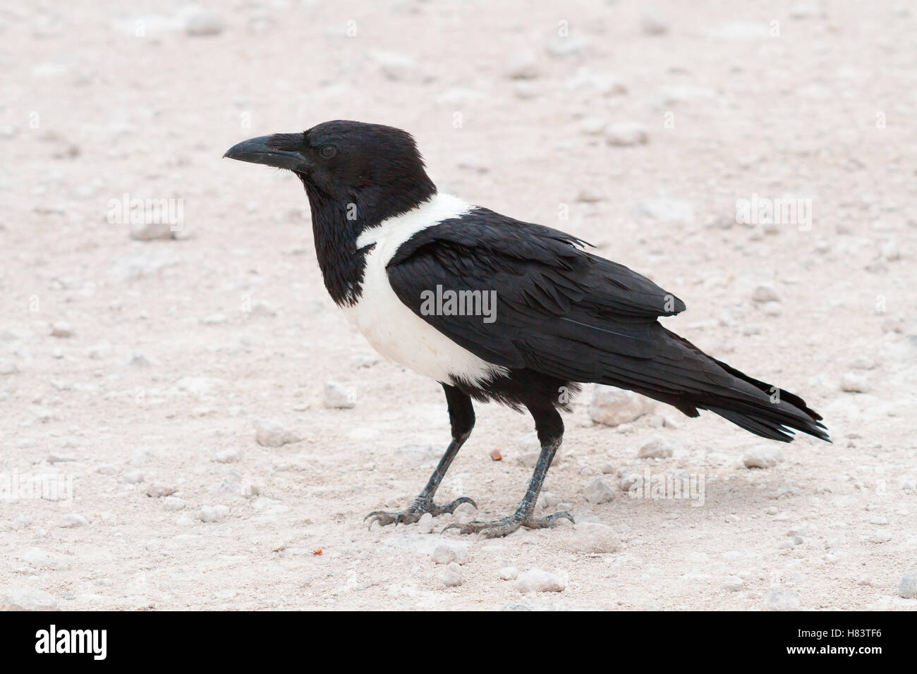 Pied Crow (Corvus albus), Namibia Stock Photo - Alamy