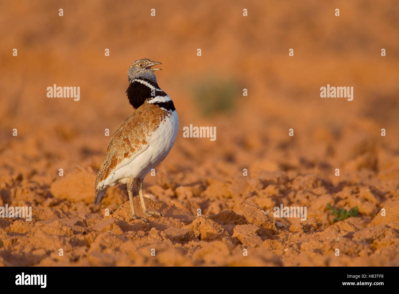 Little Bustard (Tetrax tetrax) male displaying, Castile-La Mancha ...