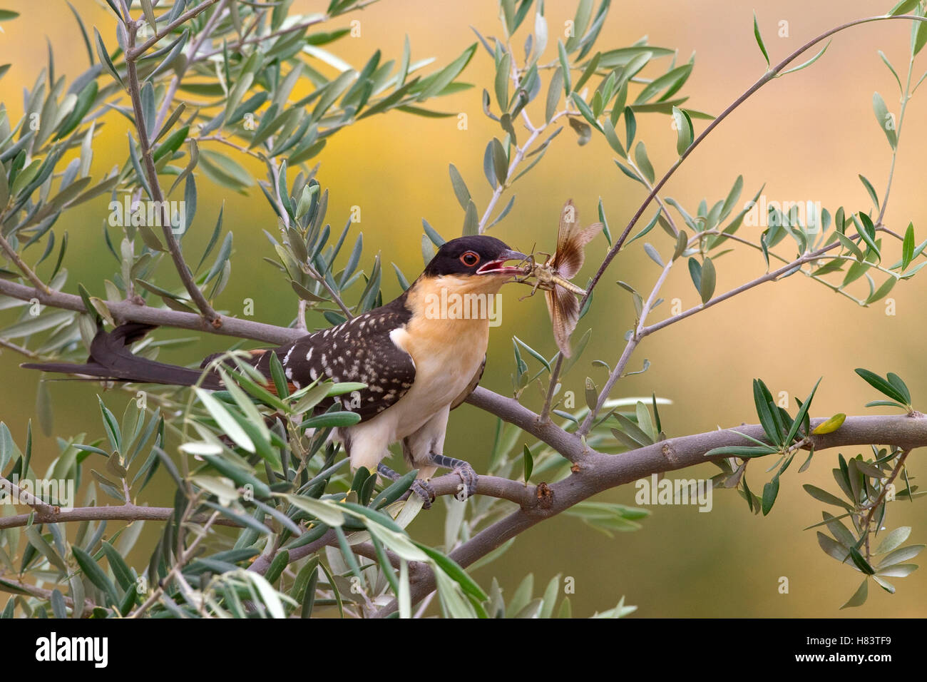 Great Spotted Cuckoo (Clamator glandarius) carrying insect prey ...