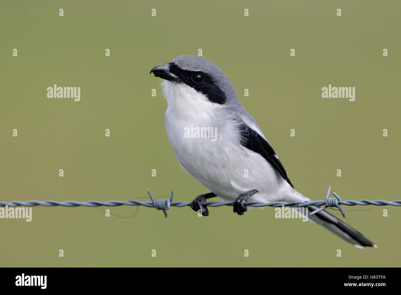 Loggerhead Shrike (Lanius ludovicianus), Florida Stock Photo - Alamy